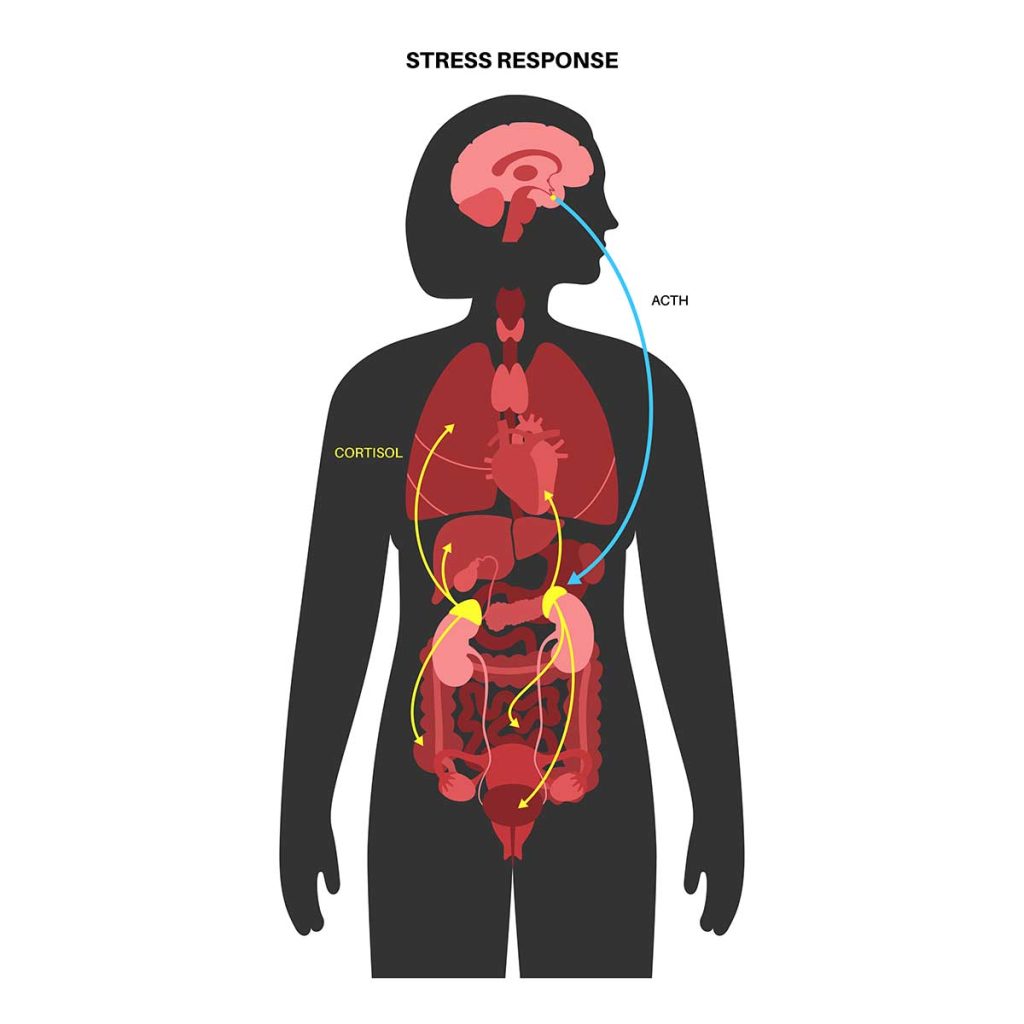 Navigating The Waves Of Postpartum Hormone Changes